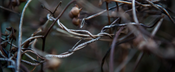 Products – Todd Reed